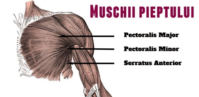 Solutia pentru pectorali lasati